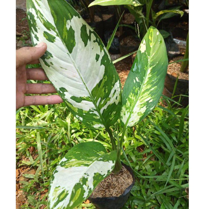 Jual Tanaman hias Aglonema Balanceng Varigata/Balanceng varigata putih ...