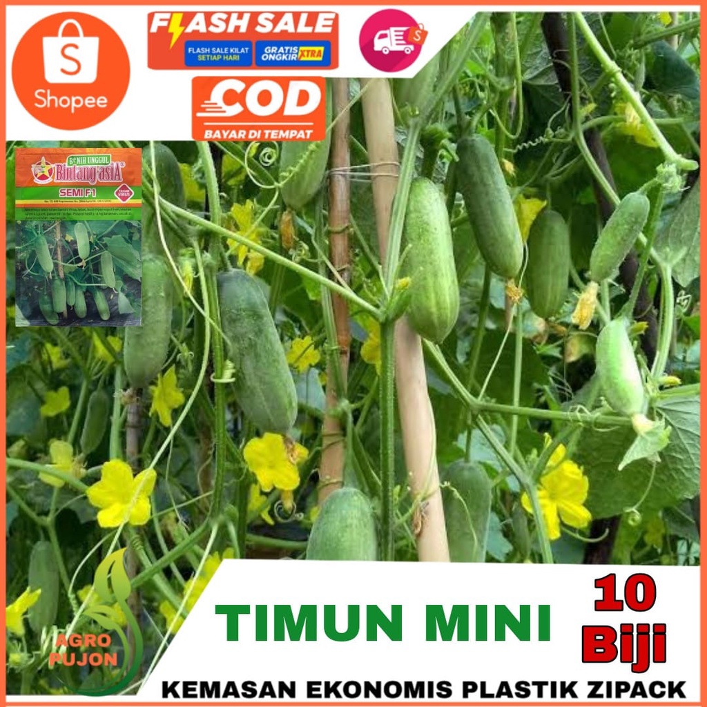 Jual 10 Benih Timun Mini Semi F1 Hibrida Benih Bintang Asia Benih ...