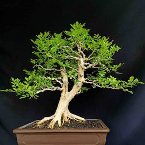 Jual Bonsai Tanaman Hias Pohon Kemuning Jepang Berk-arakter Sudah ...