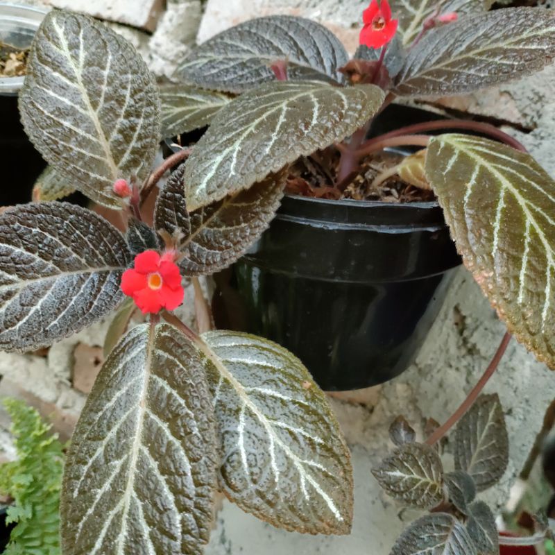 Jual Tanaman gantung cinta abdi atau episcia coklat (Khusus P.Jawa dan ...