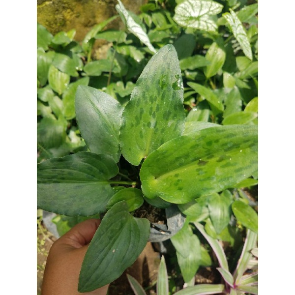 Jual Tanaman Hias Keladi Katak | Shopee Indonesia