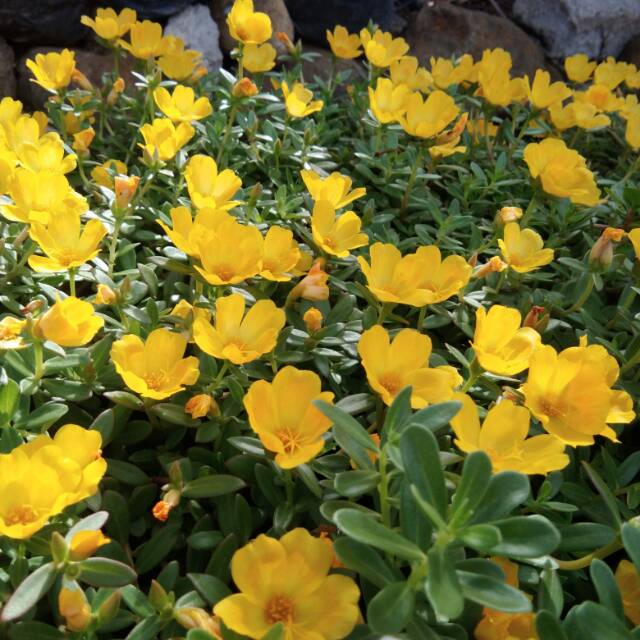 Jual Bunga krokot kuning / Stek Mossrose / Portulaca grandiflora ...