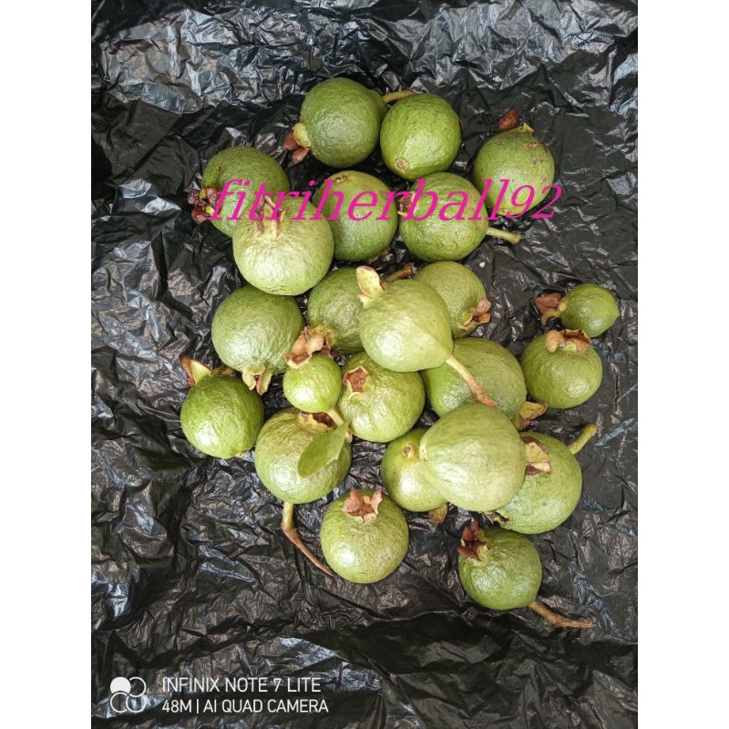 Jual buah jambu biji muda pres 500grm | Shopee Indonesia