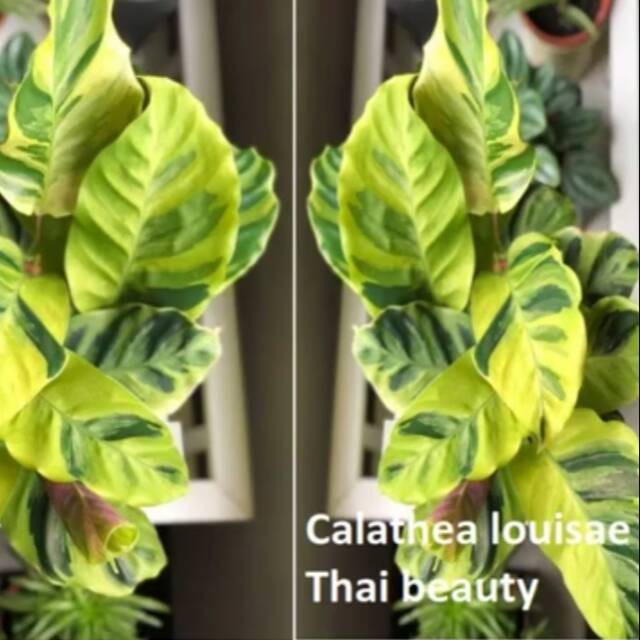 Jual Tanaman calathea louisae thai beauty kalatea tisue golden meranti ...