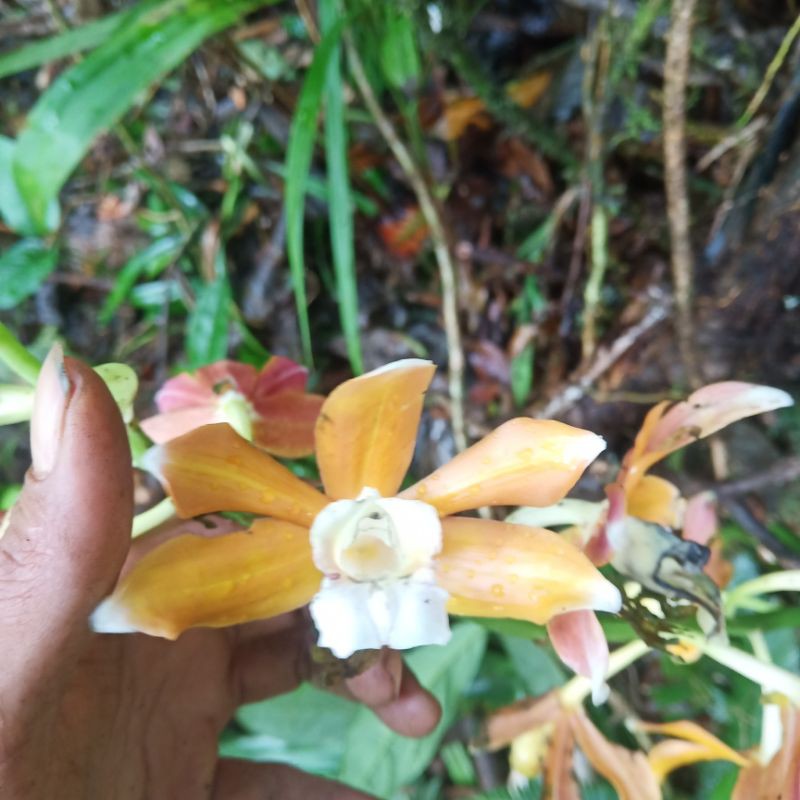 Jual Bibit Anggrek tanah warna kuning - phaius tankervilleae kuning ...