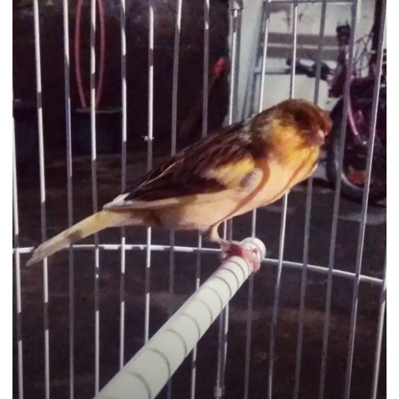 Jual burung kenari f1 | Shopee Indonesia