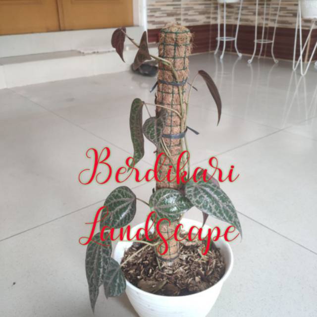 Jual Turus sabut kelapa 40cm turus penyangga tanaman turus tanaman ...