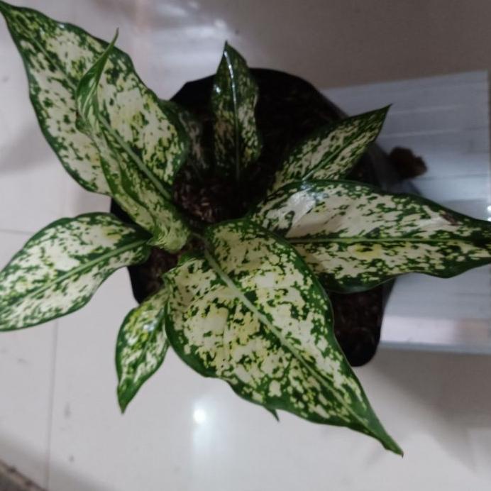 Jual Bunga aglonema snow white Tanian Lokal / Tanian Lokal / Murah ...