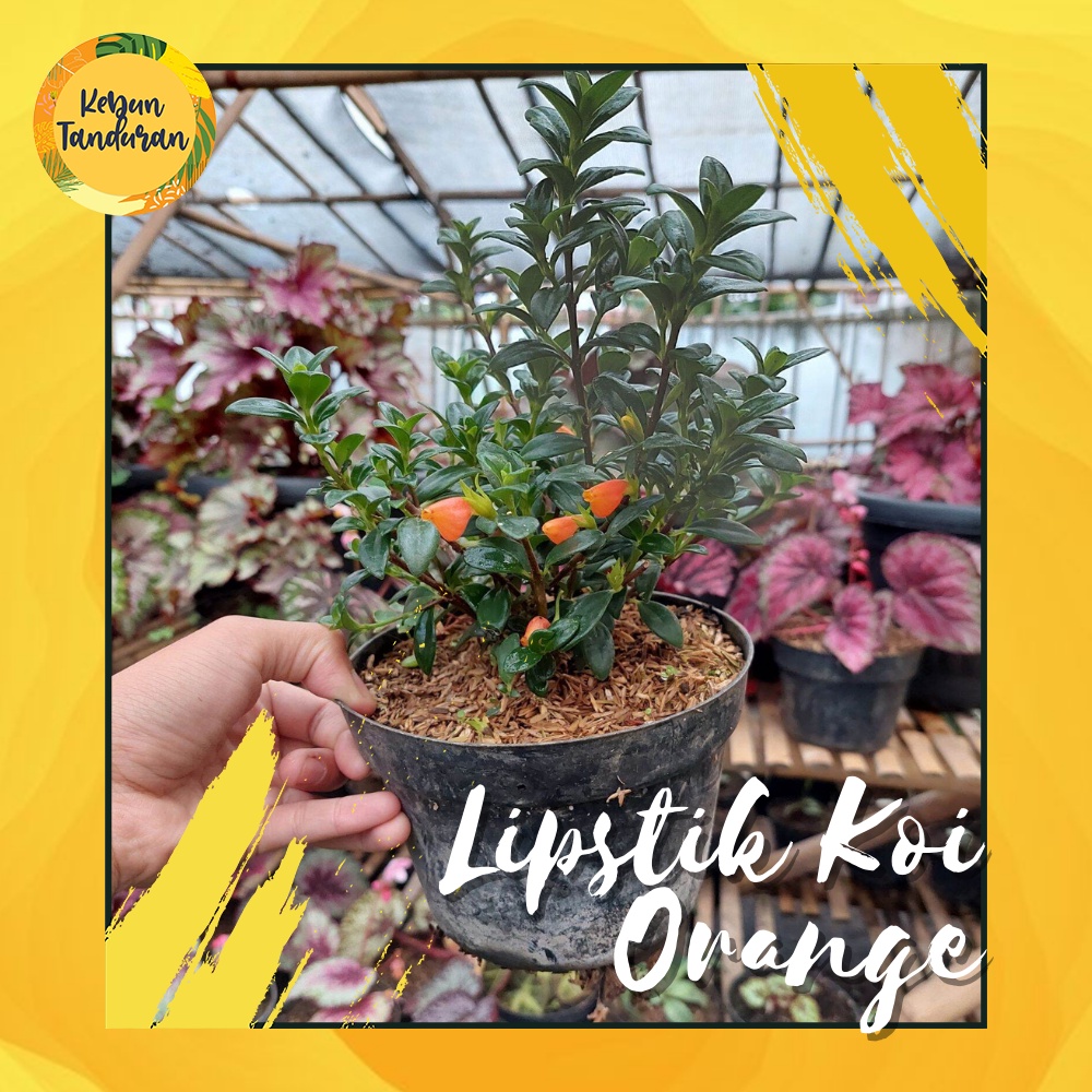 Jual Tanaman Hias Gantung Lipstik Koi Orange Murah / Bunga Lipstik atau ...