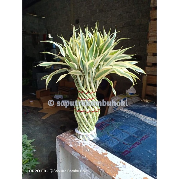 Jual Bambu Hoki / Bambu Rejeki Model Guci Putih 15 ( 1 PAKET 30 POHON ...