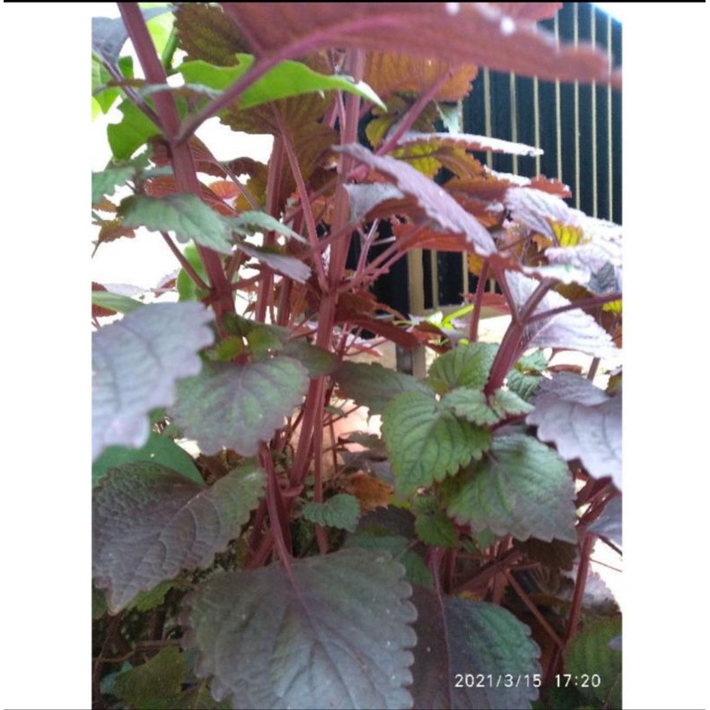 Jual BIBIT TANAMAN JAWER KOTAK (STEK BATANG) | Shopee Indonesia