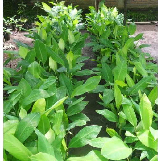 Jual Bibit Tanaman pisang raja | Shopee Indonesia