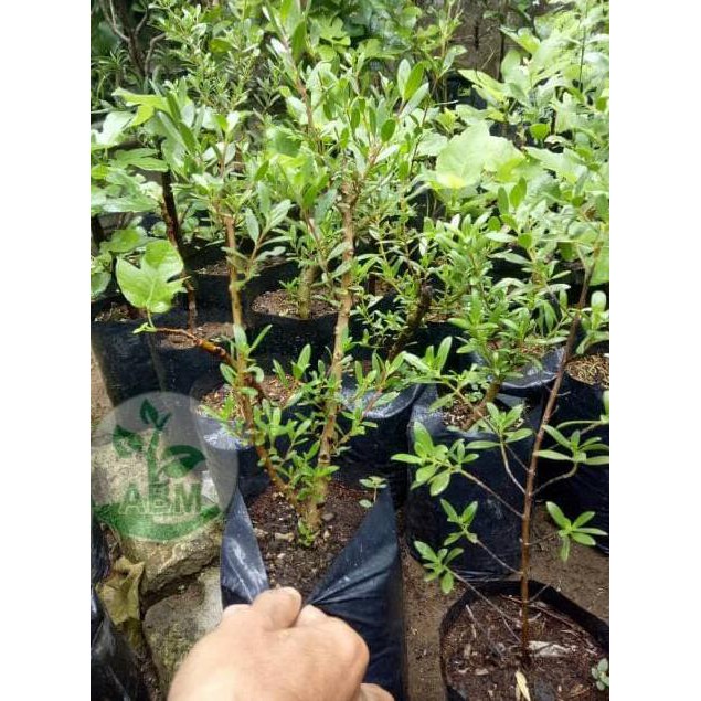 Jual Unggulan! Bibit Tanaman Setigi Stigi Bahan Bonsai Asli! | Shopee ...