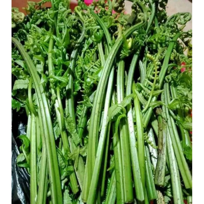 Jual SAYUR PAKIS SEGAR 1 Kg / SAYUR PAKIS MUDA SEGAR / SAYURAN PAKIS ...
