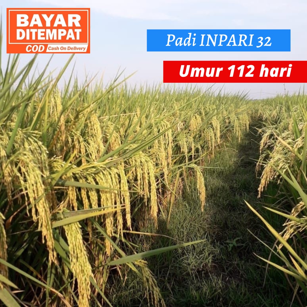 Jual INPARI 32 BIJI PADI UNGGUL KUALITAS SUPER | Shopee Indonesia