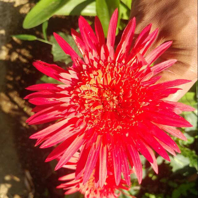 Jual Tanaman bunga gerbera (hebras) merah | Shopee Indonesia