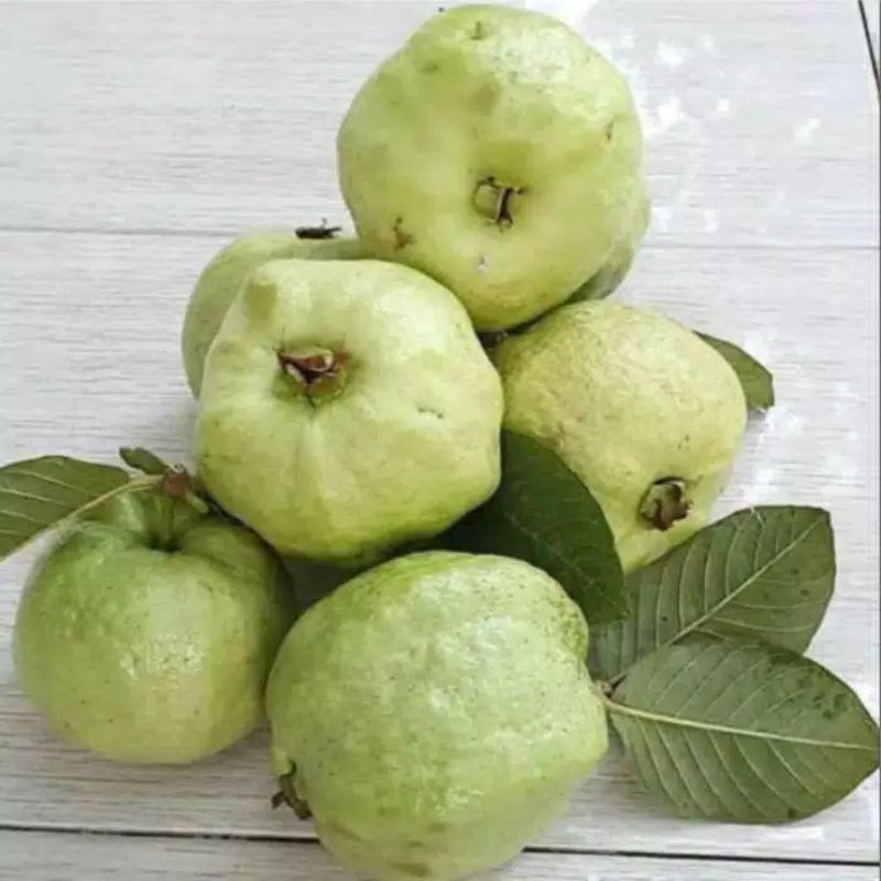 Jual JAMBU KRISTAL 1kg / BUAH JAMBU KRISTAL / JAMKRIS / JAMKIS / BUAH ...