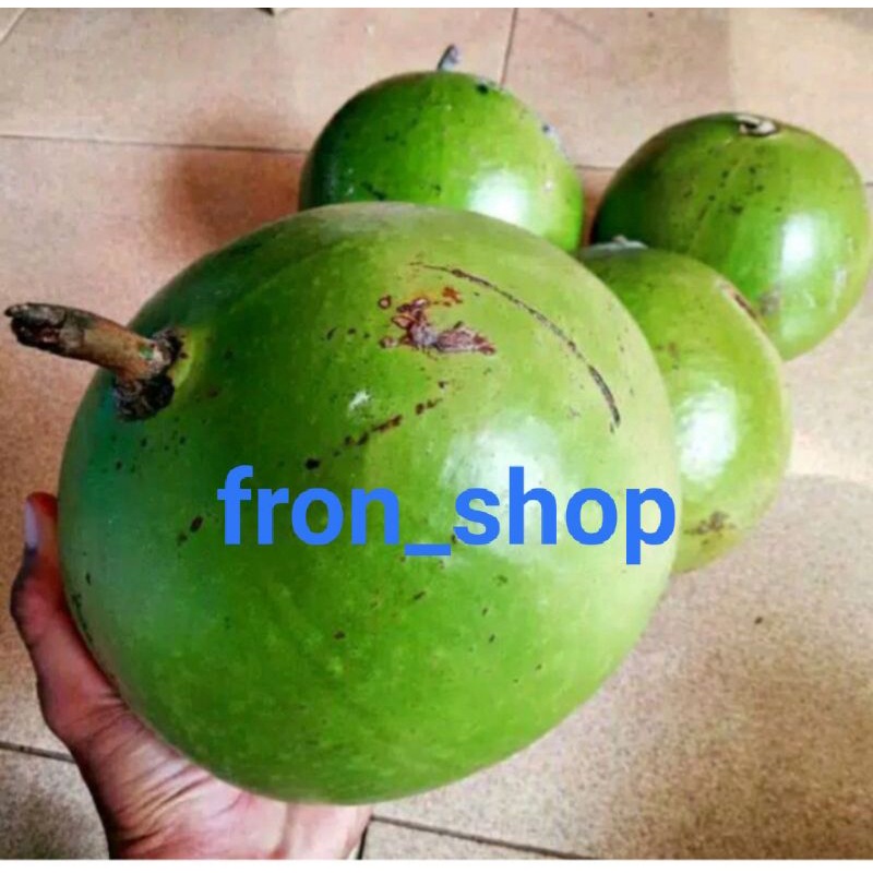 Jual BUAH BERENUK | BUAH MAJA | BUAH HERBAL PENGOBATAN | Shopee Indonesia