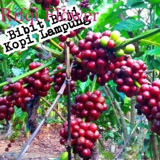 Produk Rifqi Flower | Shopee Indonesia