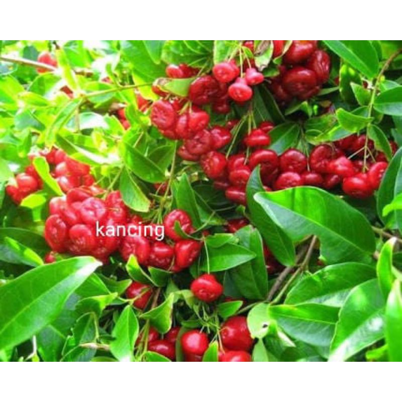 Jual bibit jambu air kancing benih tanaman pohon buah bisa untuk ...