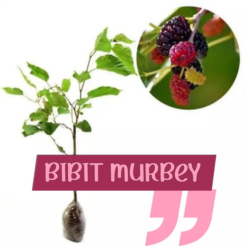 Jual BIBIT MURBEY MANIS | Shopee Indonesia