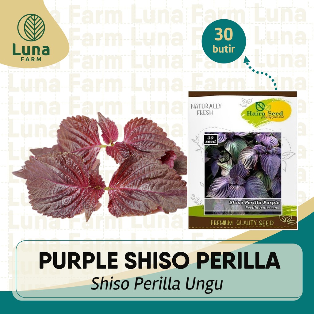 Jual Benih Daun Shiso Perilla Purple Haira Seed Kemasan Urban Isi 30 ...