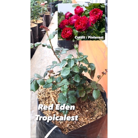 Jual MAWAR RED EDEN (IMPORT) | Shopee Indonesia