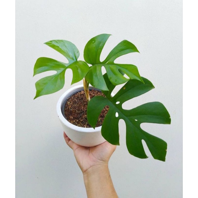 Jual monstera mini raphidopora tetrasperma - monstera mini | Shopee ...