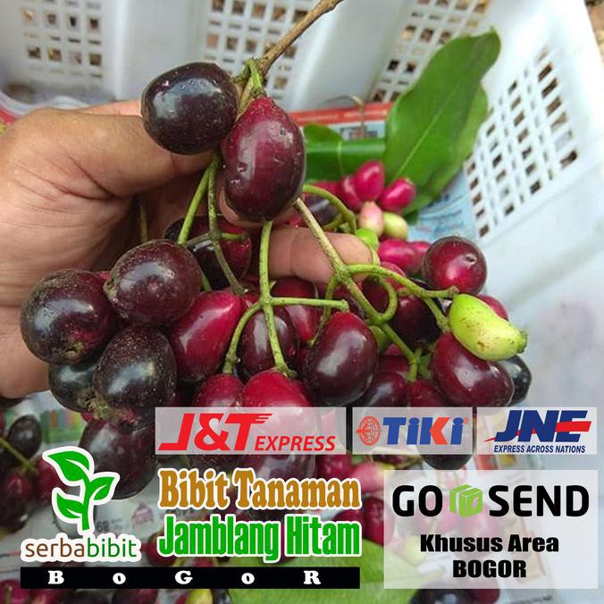 Jual Bibit Tanaman Buah Jamblang Hitam - Juwet - Jamblang Hitam Anyar ...