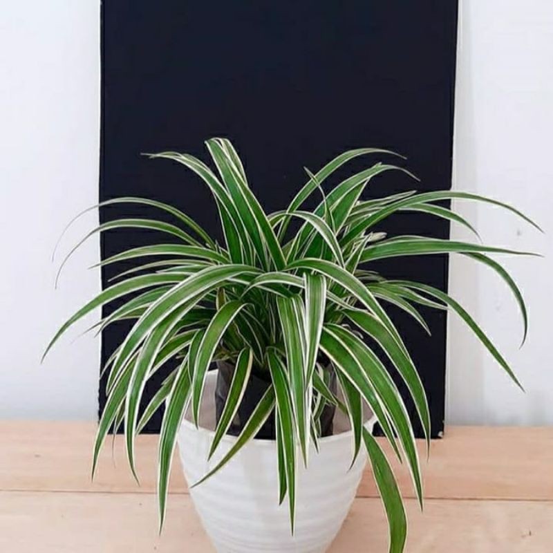 Jual Tanaman hias indoor spider plant | Shopee Indonesia