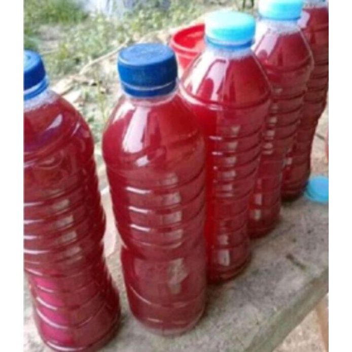 Jual pupuk organik cair PSB(bakteri fotosintesis) | Shopee Indonesia