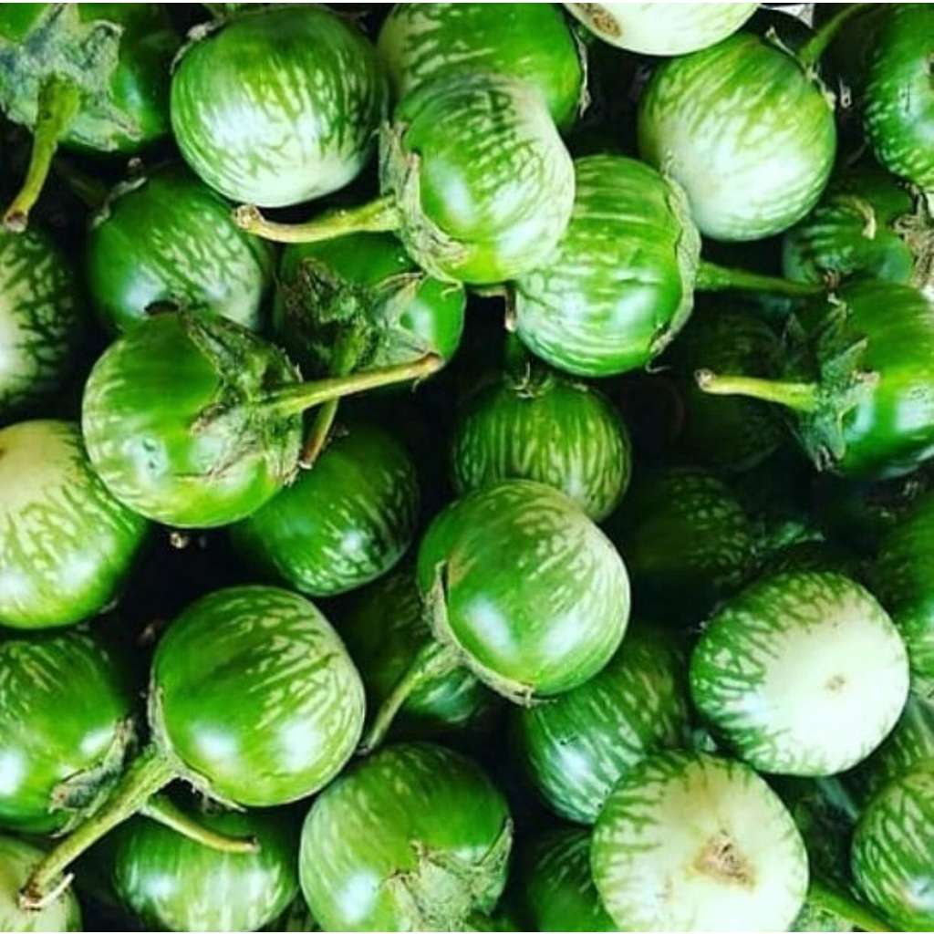 Jual Terong Ijo Hijau Lalap | Shopee Indonesia