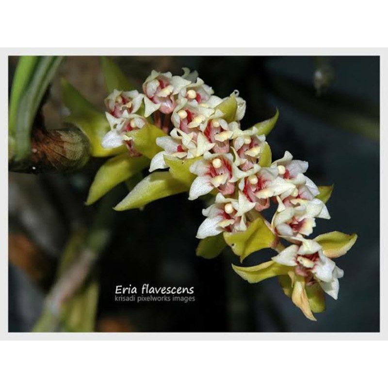 Jual Anggrek Mawar Eria Flavescens | Eria Bunga Cantik | Shopee Indonesia