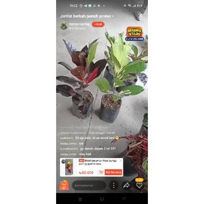 Jual ive tanggal 25 agustus @kak bunga_sonya tanaman ( PURING TISU ...