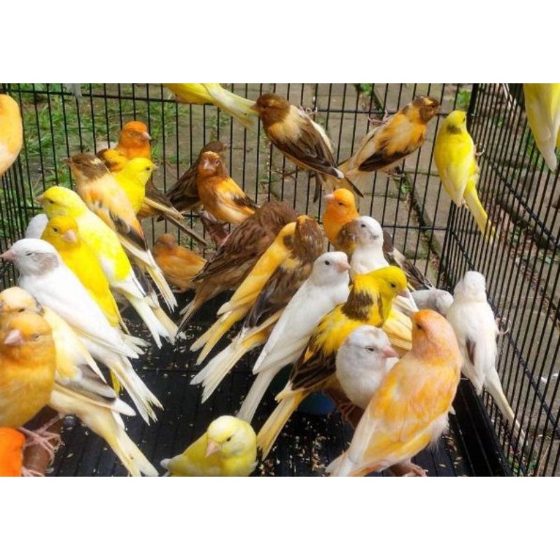 Jual burung kenari lokal super jaminan Jantan | Shopee Indonesia