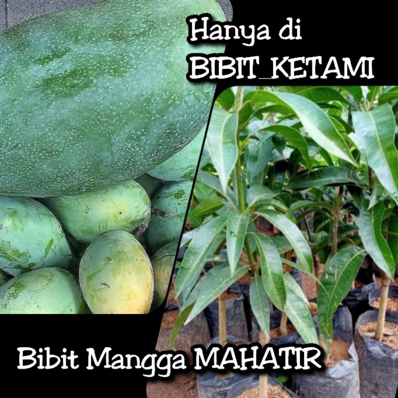 Jual Bibit Mangga MAHATIR (MANGIFERA INDICA) - Kategori Standart ...