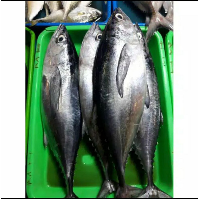 Jual ikan Tongkol Basah potong | Shopee Indonesia
