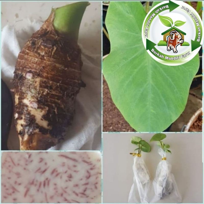 Jual Talas Jepang - Bibit tanaman talas Jepang Satoimo - Bibit talas ...