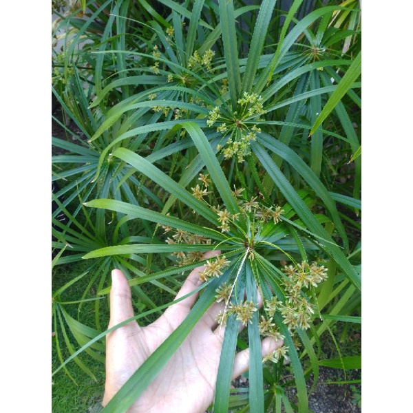 Jual Tanaman Payung Payungan Pembawa Rejeki dan Hoki | Shopee Indonesia