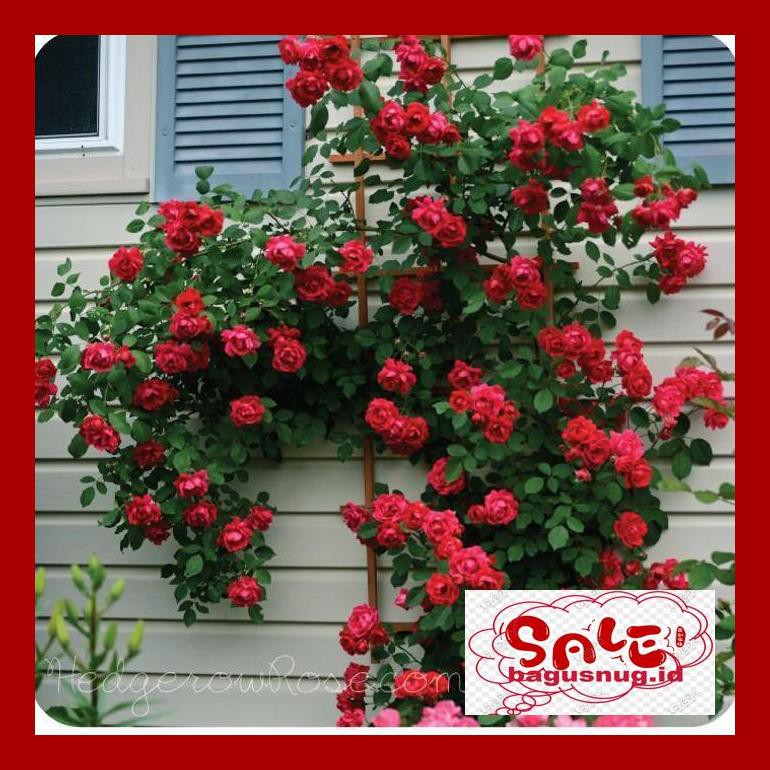 Jual 74S0Itmn Bibit / Benih Biji Bunga Mawar Rambat Red Climbing Rose ...