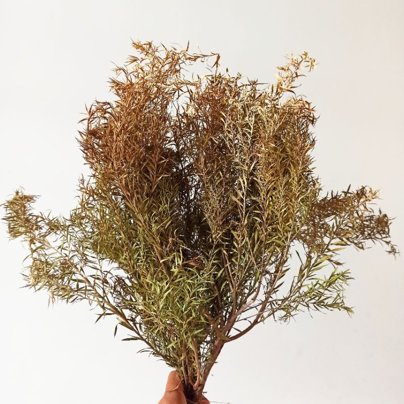 Jual Dried Melaleuca Leaves Daun Moleka Kering | Shopee Indonesia