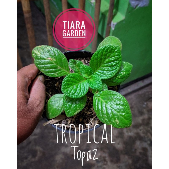 Jual Episcia Tropical Topaz (Bunga Kuning) | Shopee Indonesia
