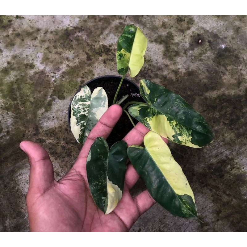 Jual Philo Burlemax Variegata Kuning | Shopee Indonesia