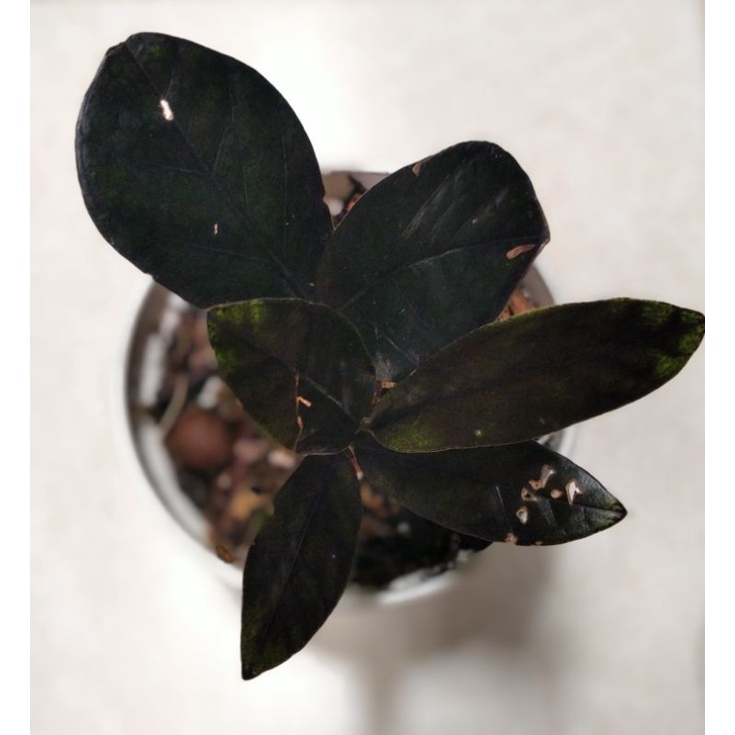 Jual Zamia Raven Zamia Black Zamia Hitam (Hanya P. Jawa) | Shopee Indonesia