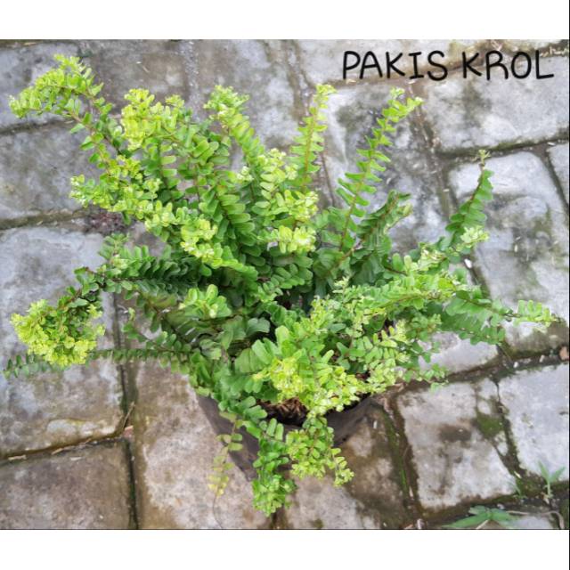 Jual PAKIS KROL | Shopee Indonesia