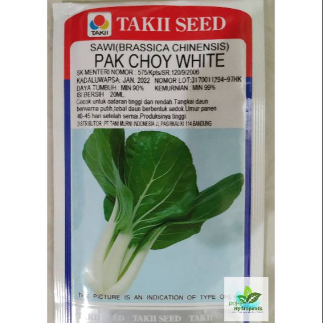 Jual White Pakcoy (Sawi Batang Putih) | Shopee Indonesia