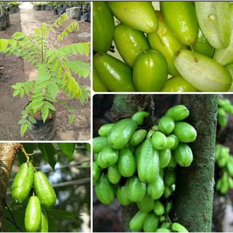 Jual Bibit pohon belimbing wuluh sayur/Tanaman belimbing wuluh | Shopee ...