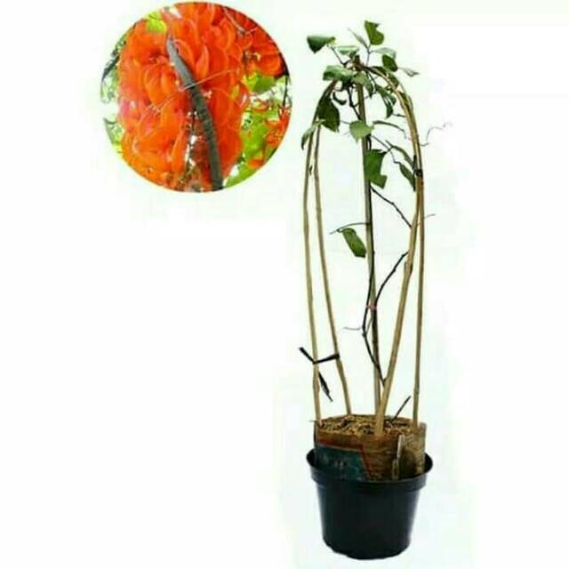 Jual Bibit Tanaman Hias Bunga Flame of Irian Orange | Shopee Indonesia