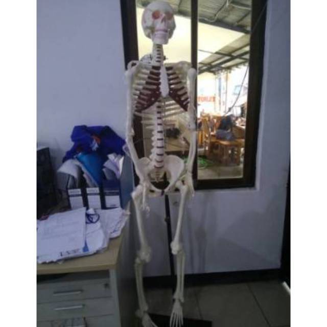 Jual Alat Peraga Model Tulang Berulang Manusia~Kerangka Manusia ...