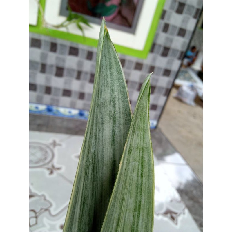 Jual SANSIVIERIA MANOLIN/SANSIVERA METALICA/TANAMAN HIAS PEMBERSIH ...